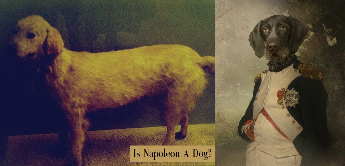 Is Napoleon A Dog? - Atlas Singularity — Money, Wealth and Luxury Lifestyle