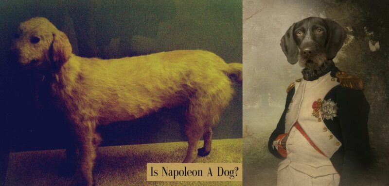 Is Napoleon A Dog? - Atlas Singularity — Money, Wealth and Luxury Lifestyle